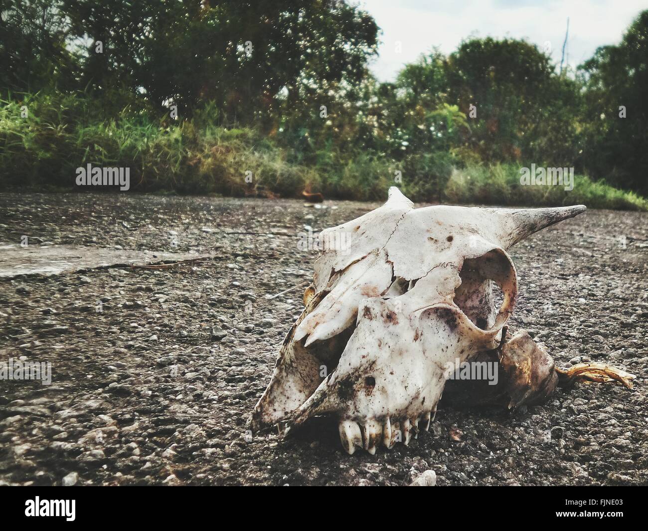Dead animal skull hi-res stock photography and images - Alamy