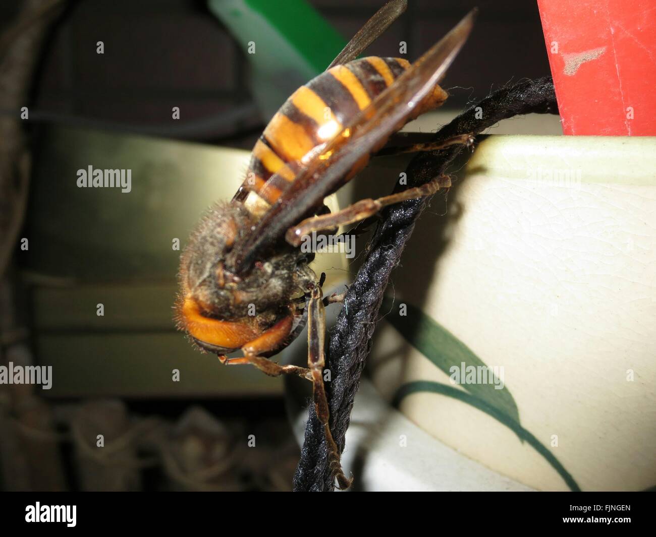Close-Up Of Honey Bee Stock Photo - Alamy