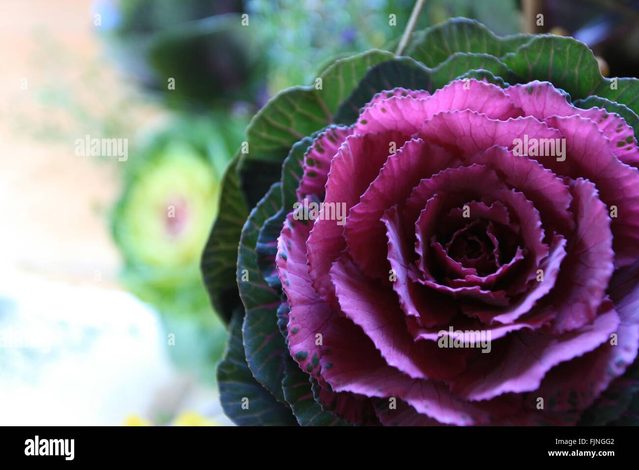 Pink Cabbage High Resolution Stock Photography and Images - Alamy