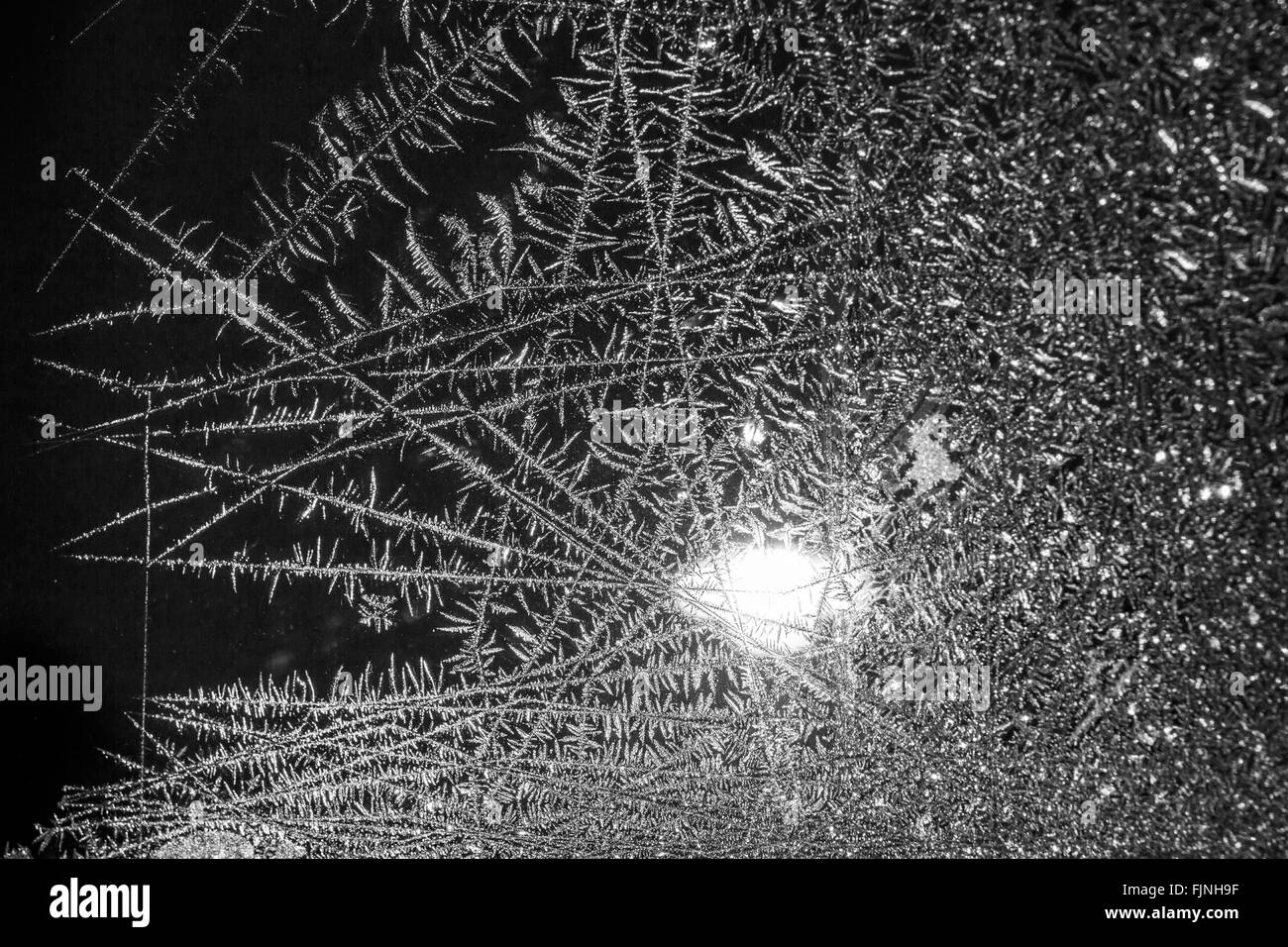Light and dark in plants hi-res stock photography and images - Alamy