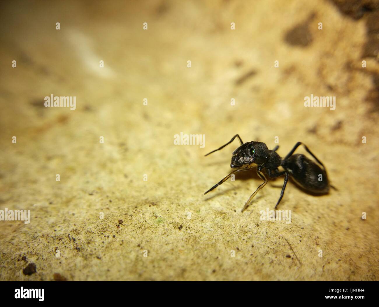 Ant Land Animals In Wild High Resolution Stock Photography and Images ...