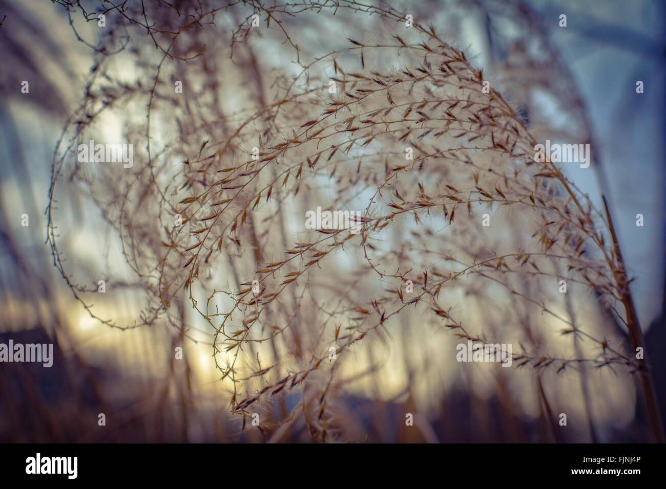 Dry Plant On Field Stock Photo - Alamy