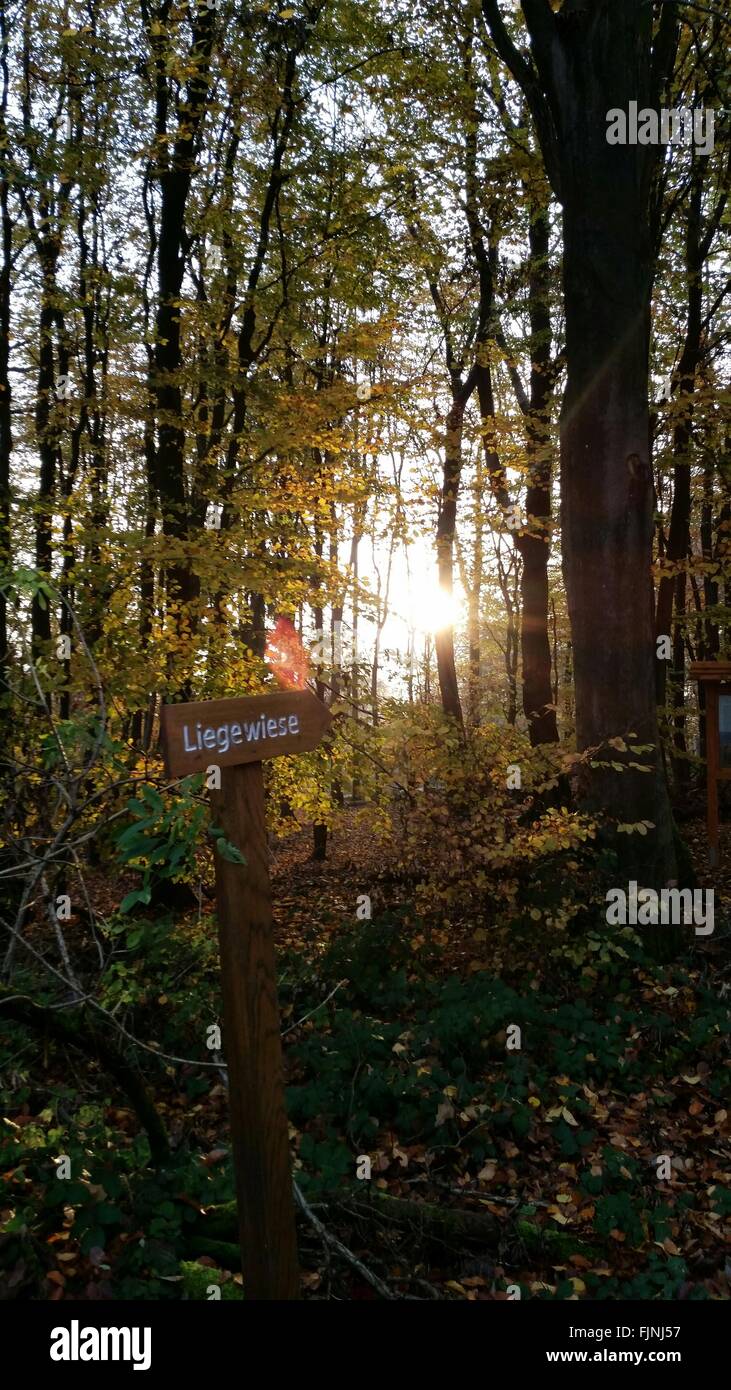 Signboard Against Trees In Forest Stock Photo - Alamy