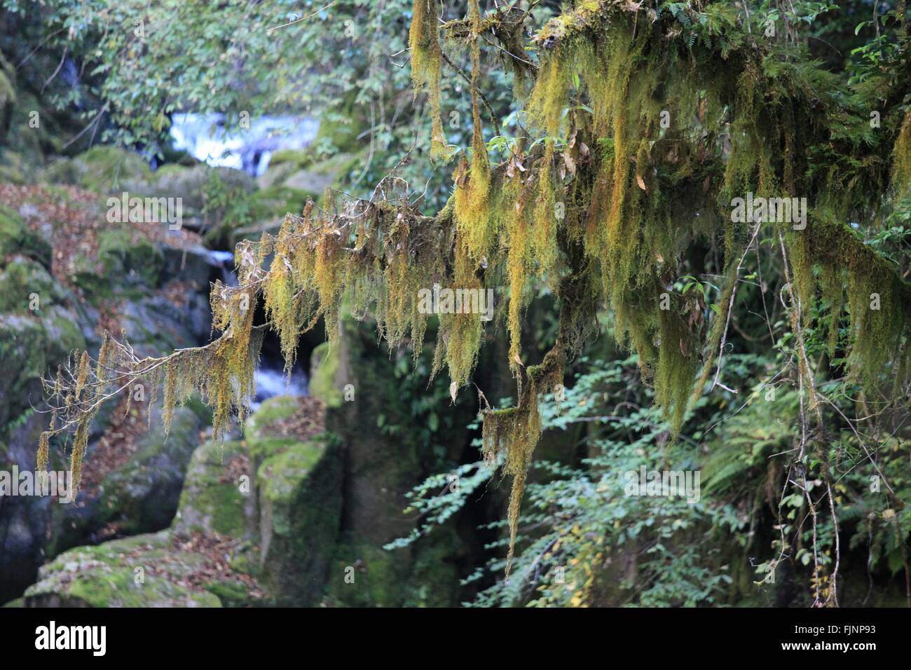Green moss hanging from tree hi-res stock photography and images - Alamy