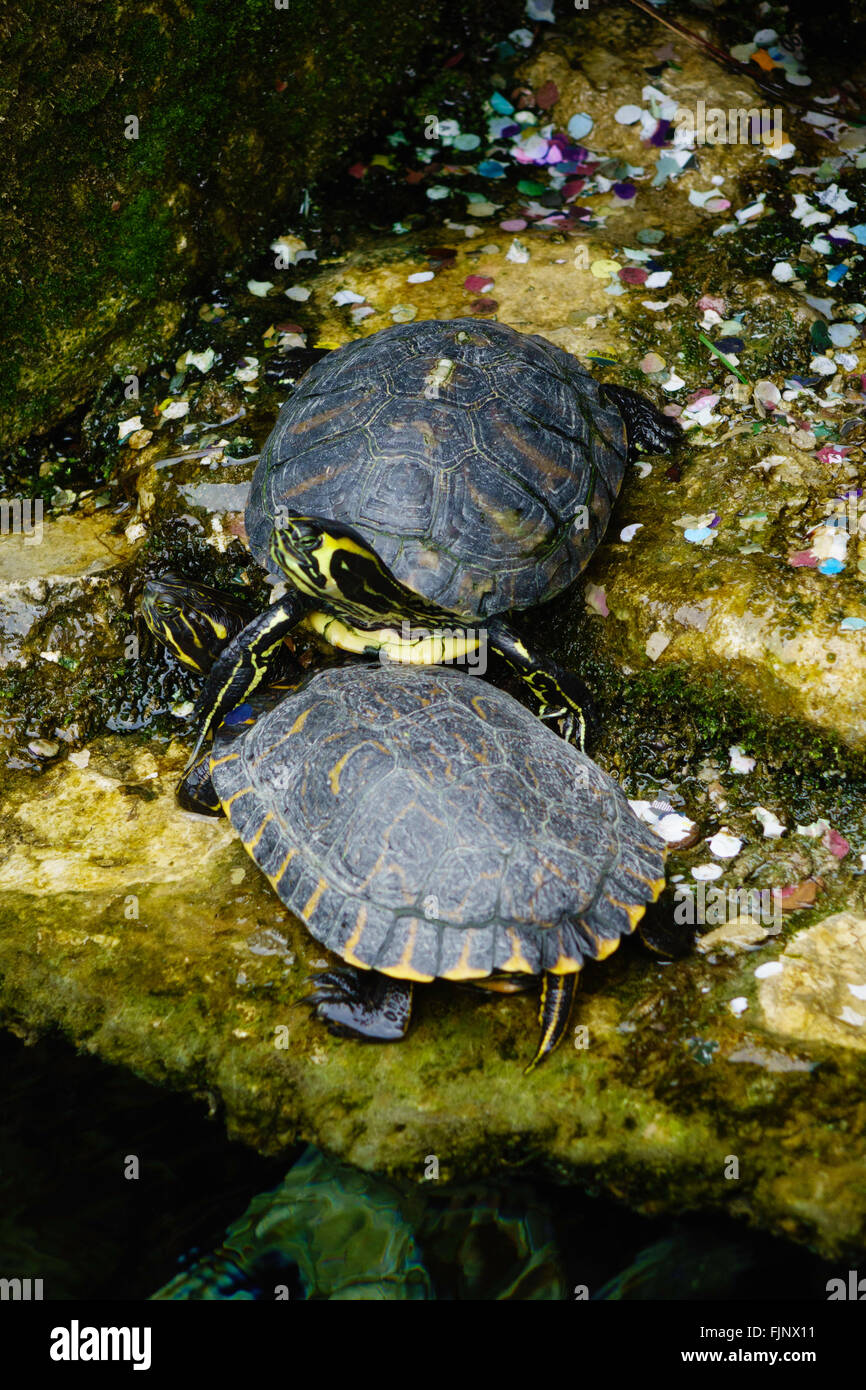 Terrapins hi-res stock photography and images - Alamy