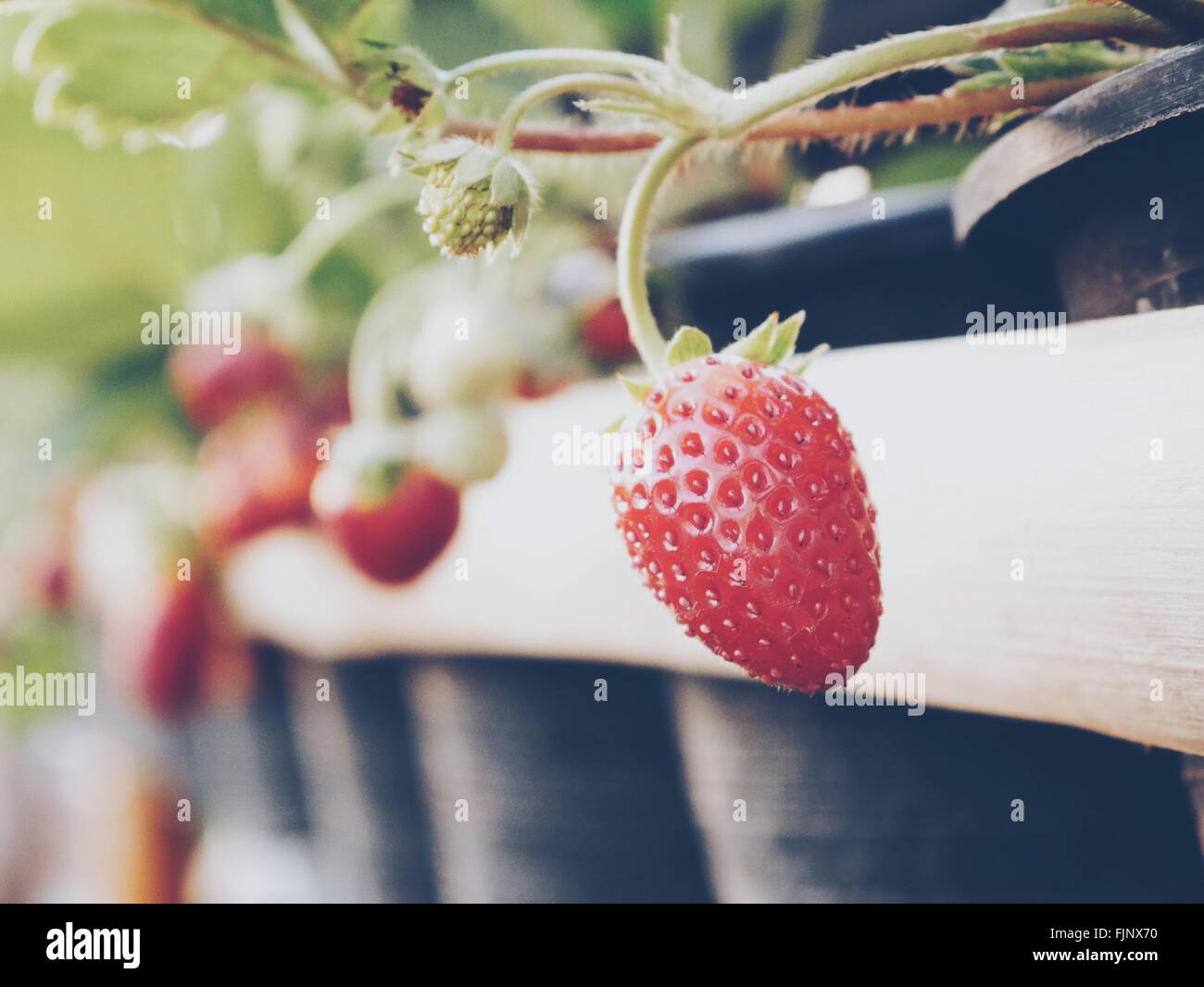 Close-Up Of Strawberry Fruits Plant Stock Photo - Alamy