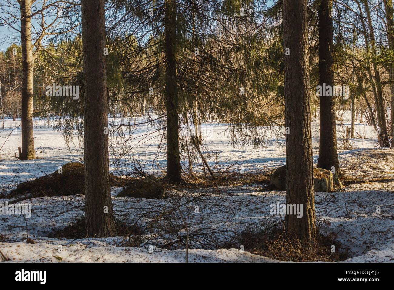 Trees in the field covered in snow hi-res stock photography and images ...