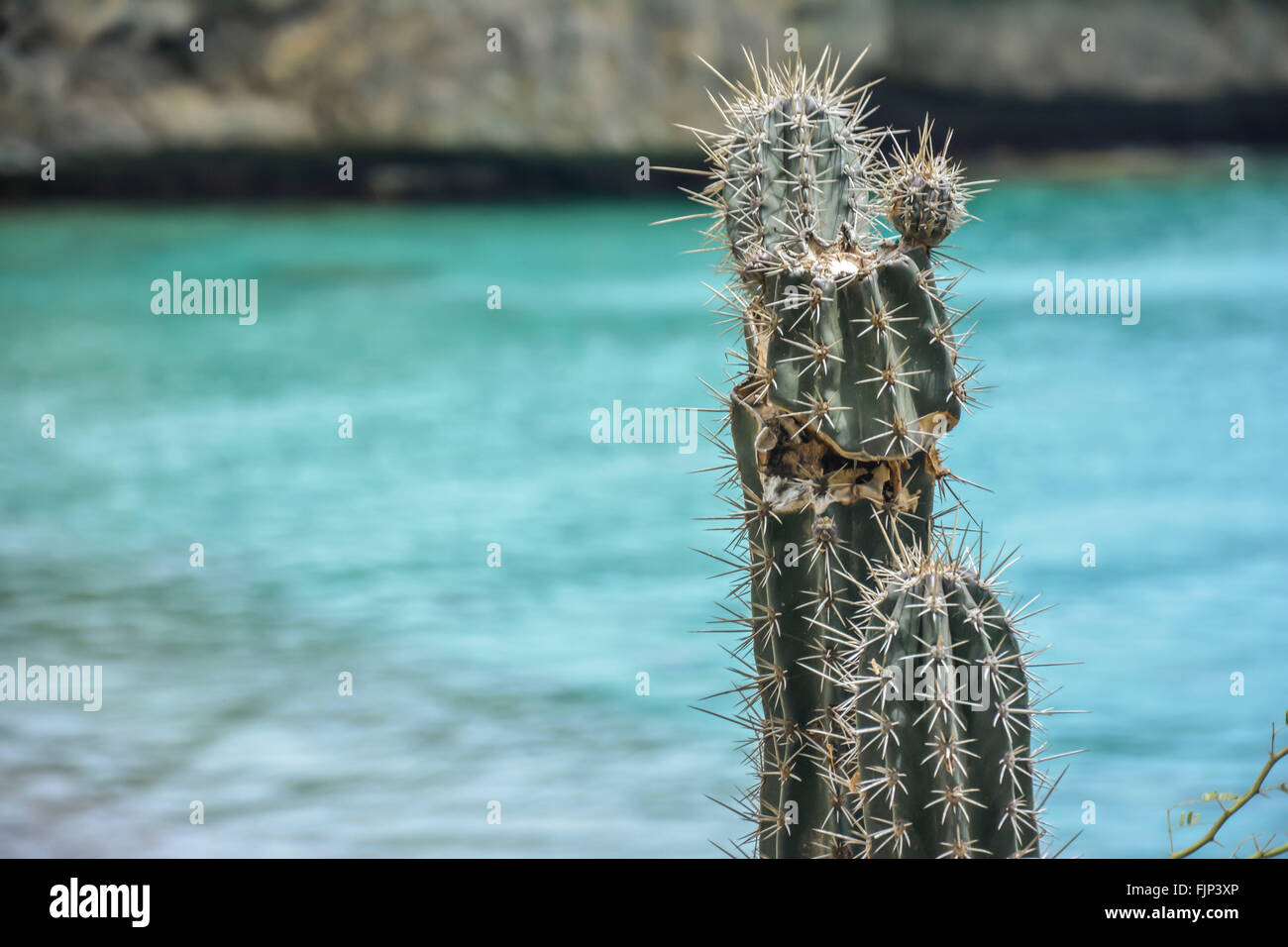 Curacao cactus hi-res stock photography and images - Alamy