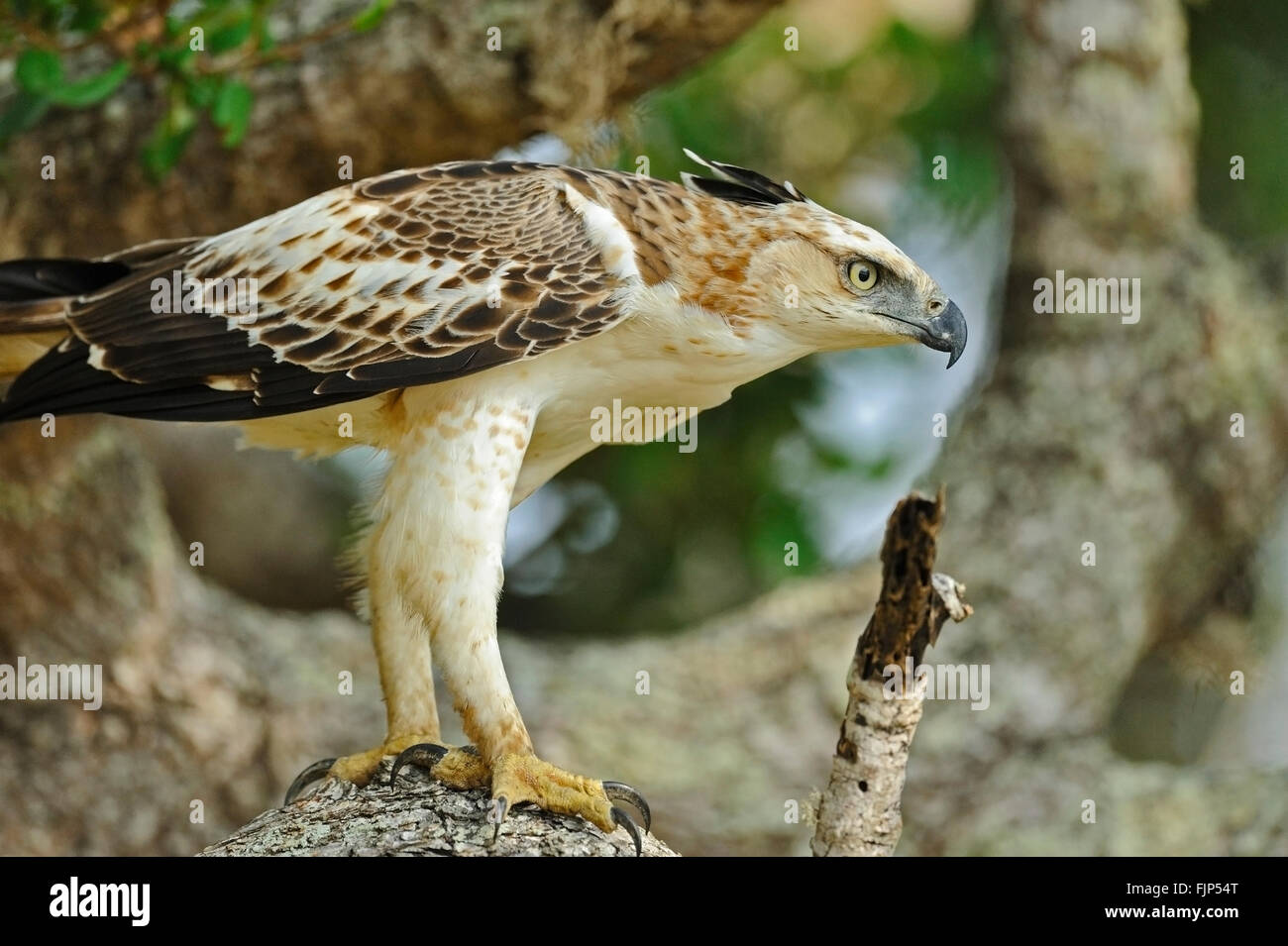 Juvenile Changeable hawk-eagle or crested hawk-eagle (Nisaetus ...