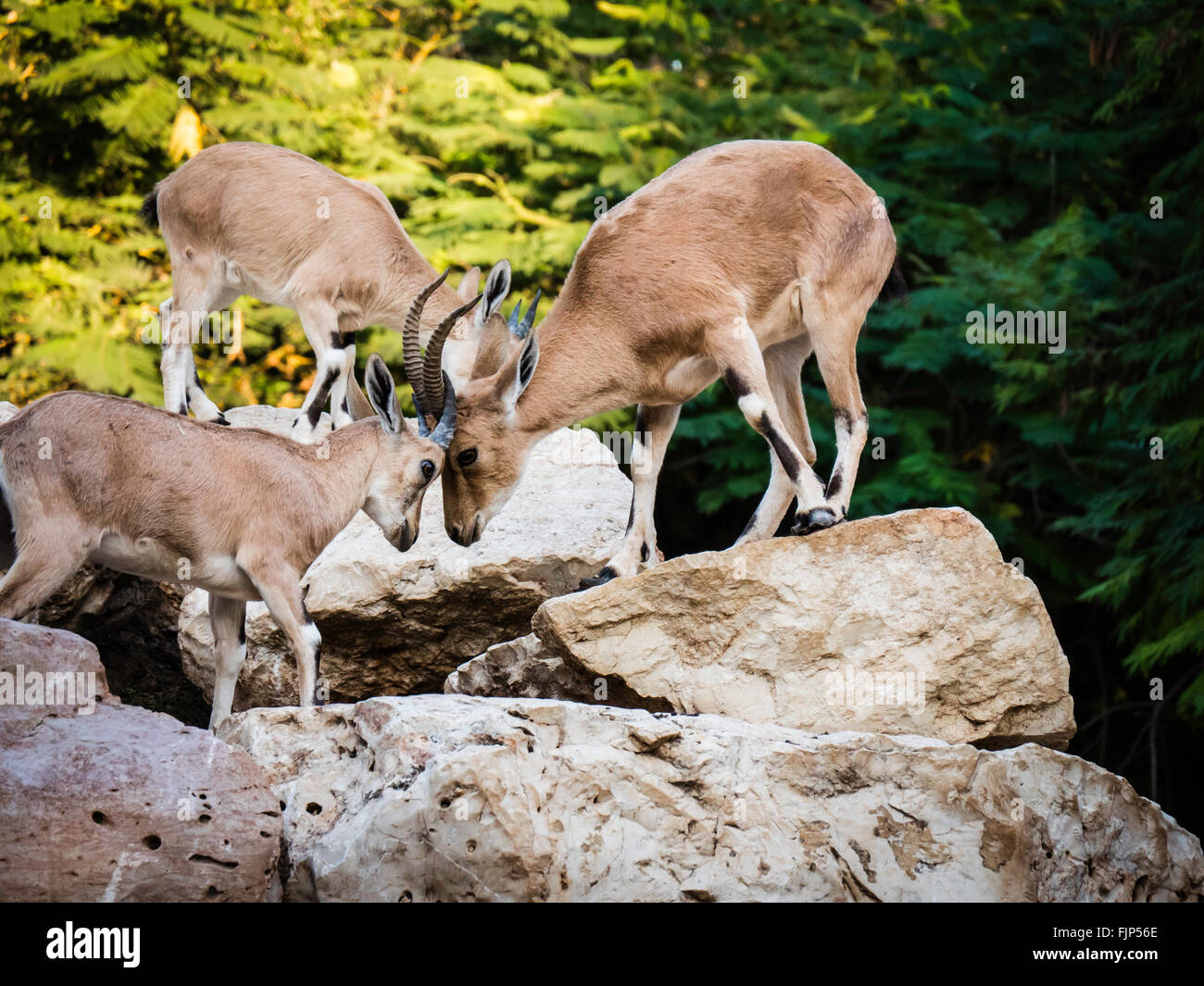 Goat Butting High Resolution Stock Photography and Images - Alamy