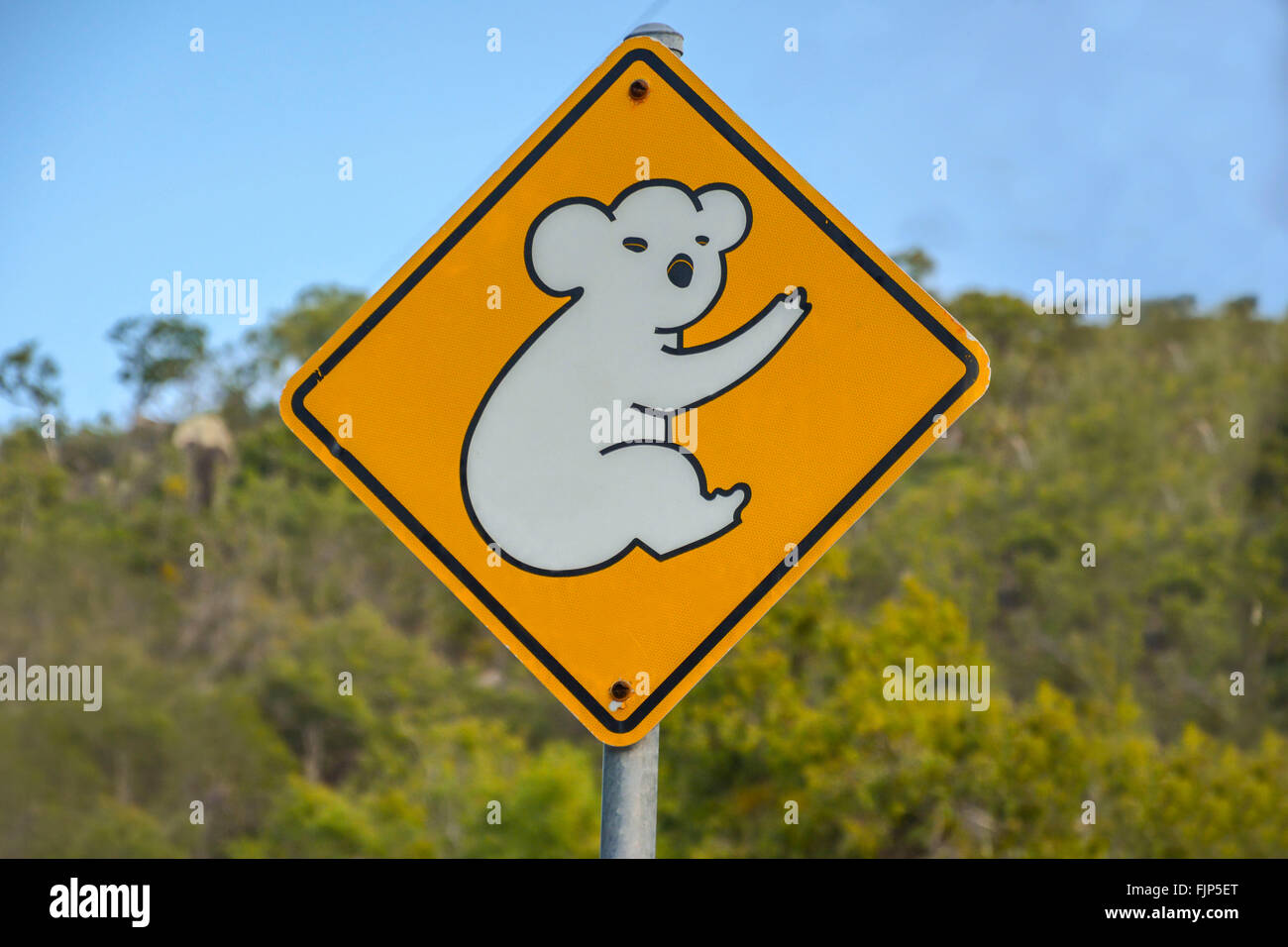 Koala warning sign in Queensland, Australia Stock Photo - Alamy