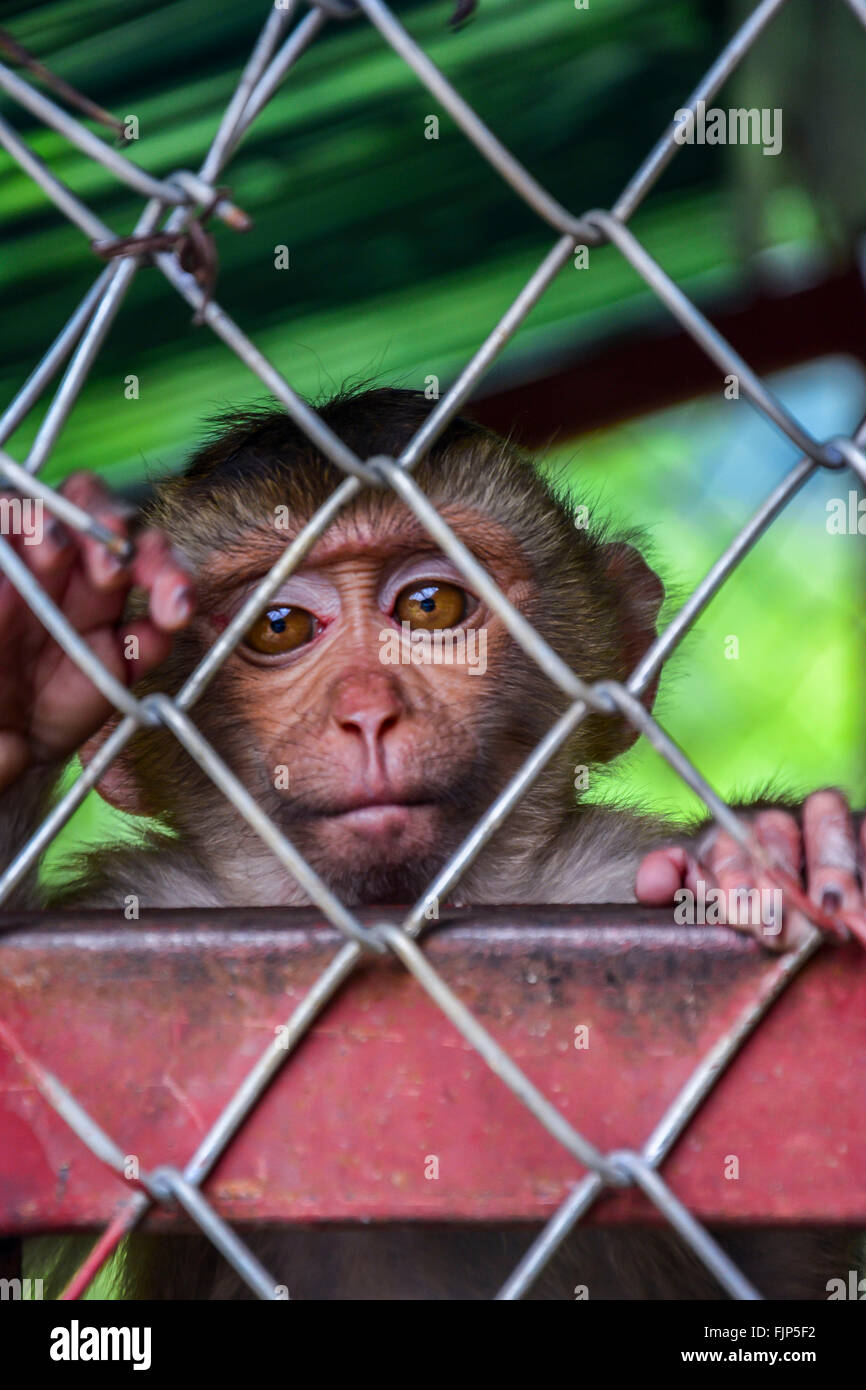 Lonely, sad monkey in a cage in Thailand Stock Photo - Alamy