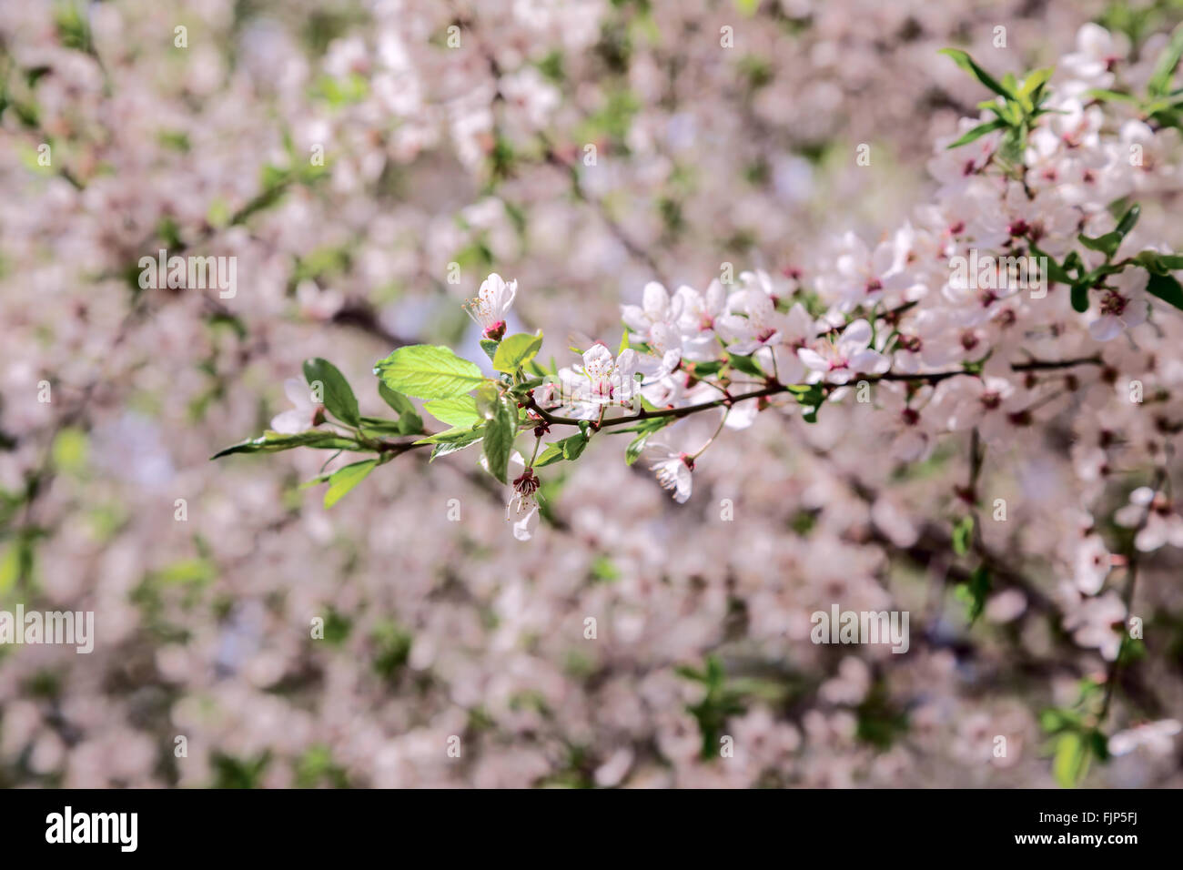 Seasonal cherry blossom hi-res stock photography and images - Alamy
