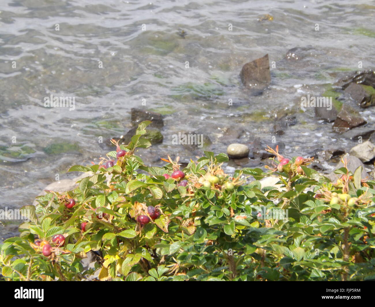 Waterside plant hi-res stock photography and images - Alamy