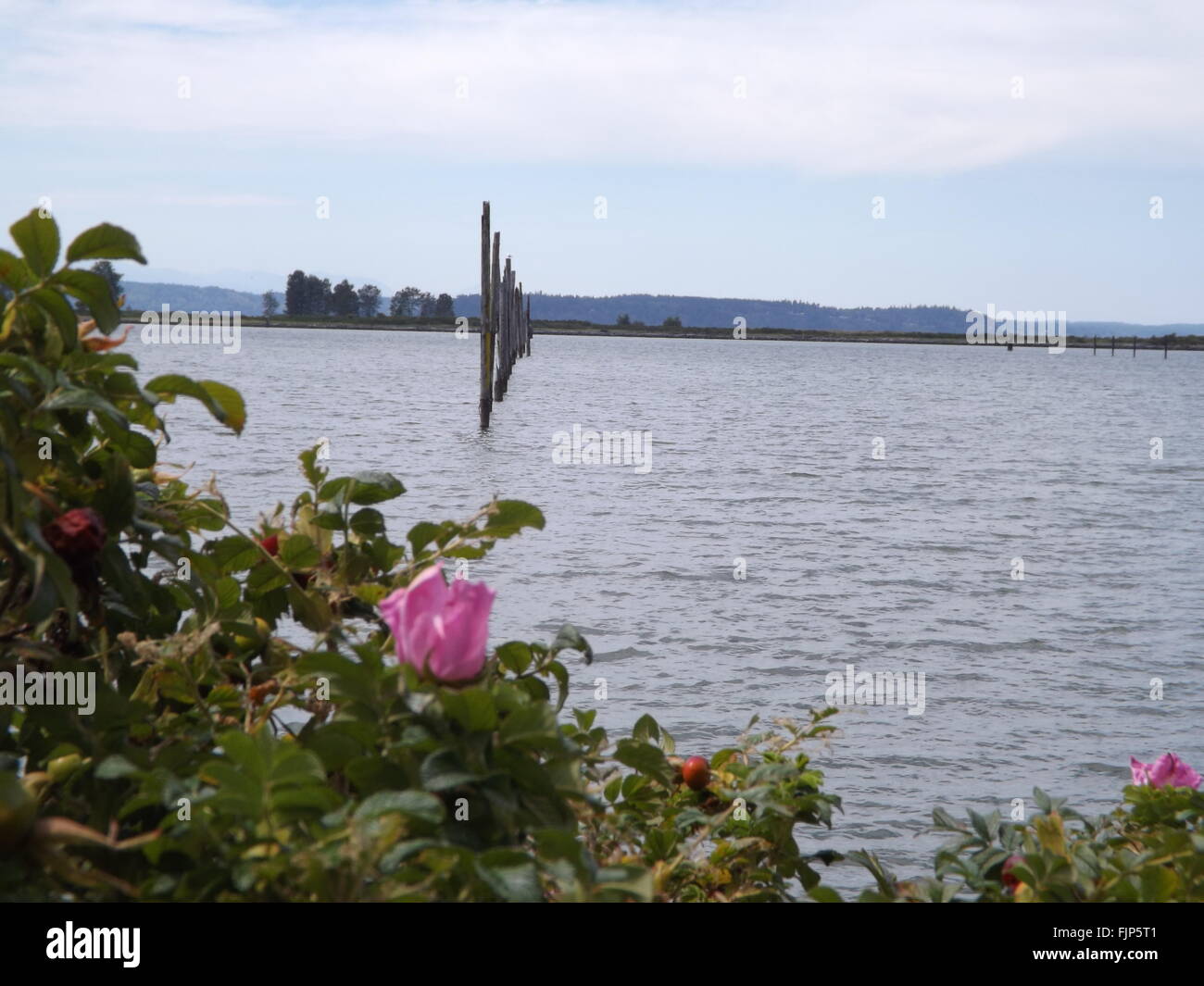 Rose bay water hi-res stock photography and images - Alamy
