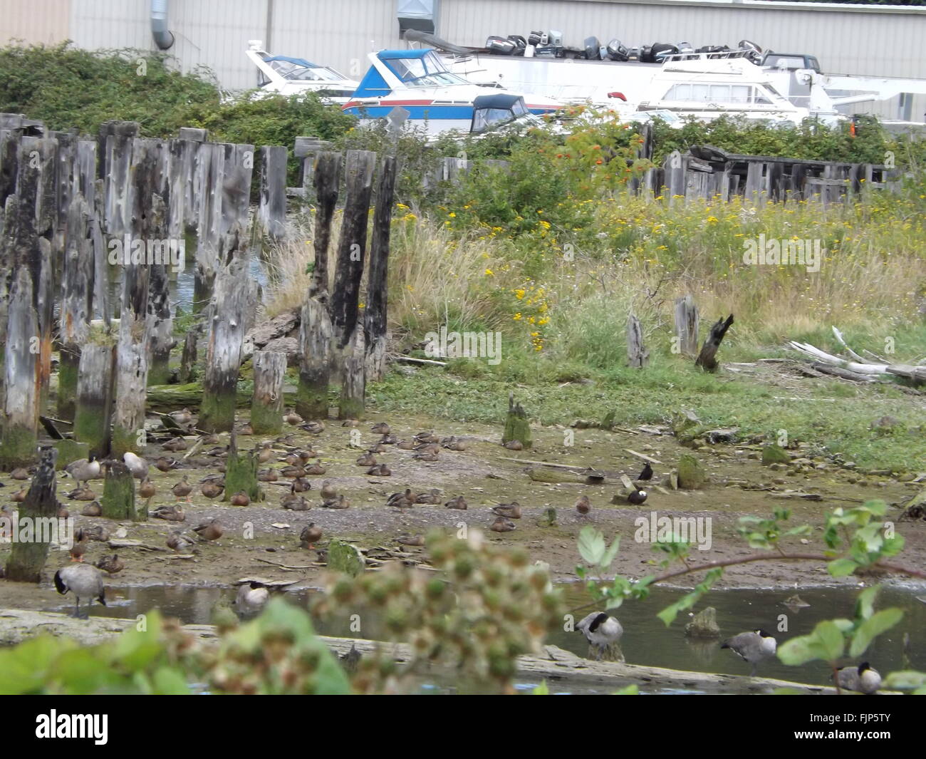 Birds in dry river no people hi-res stock photography and images - Alamy