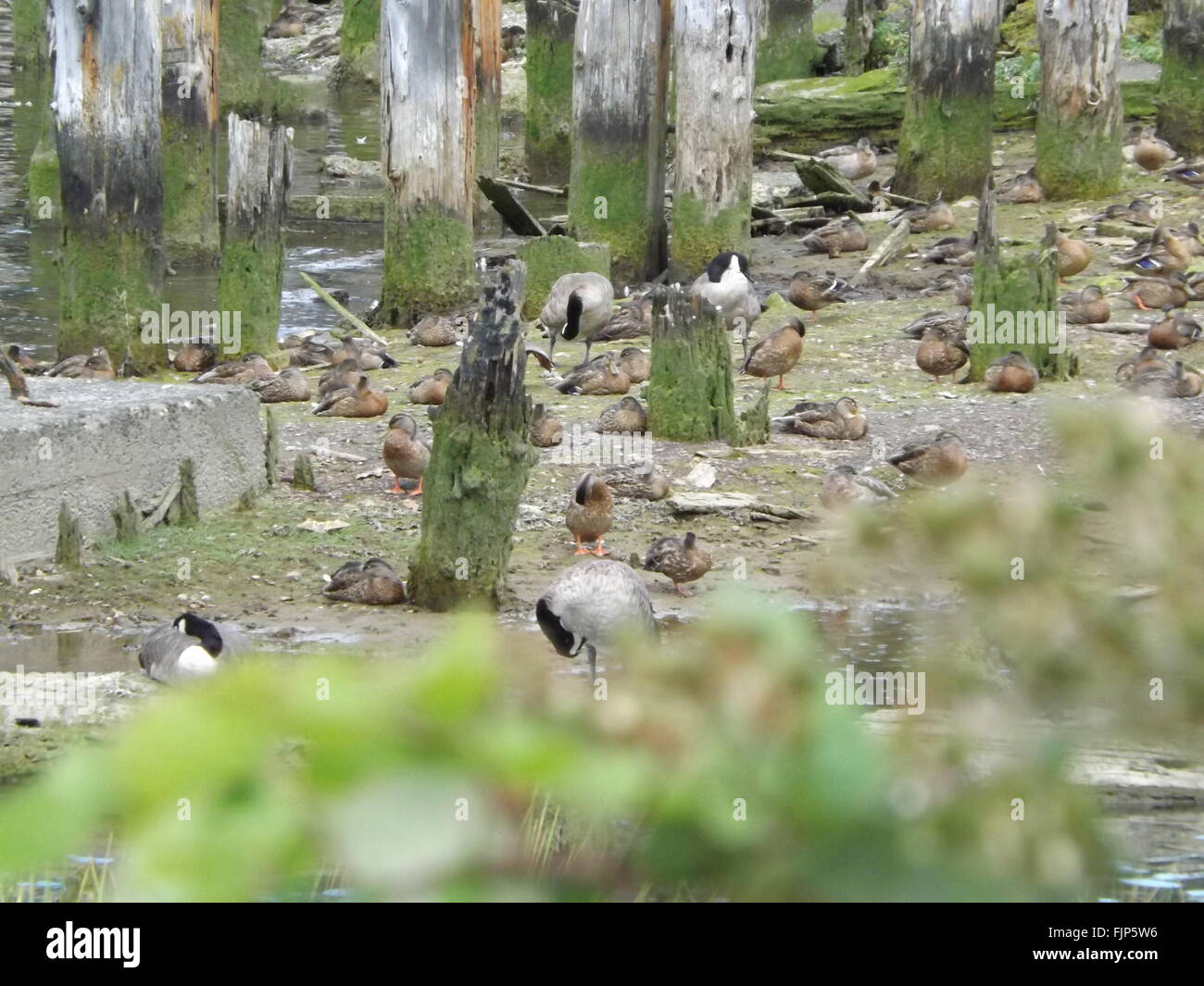 Mooring Duck High Resolution Stock Photography and Images - Alamy