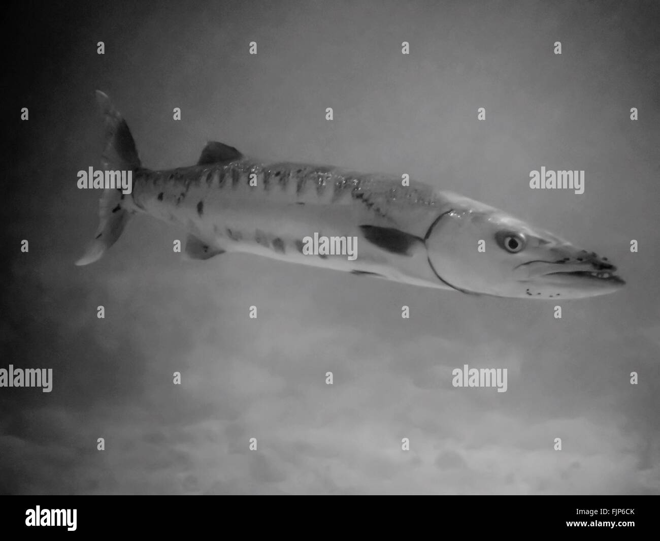 Fish close up wild hi-res stock photography and images - Alamy
