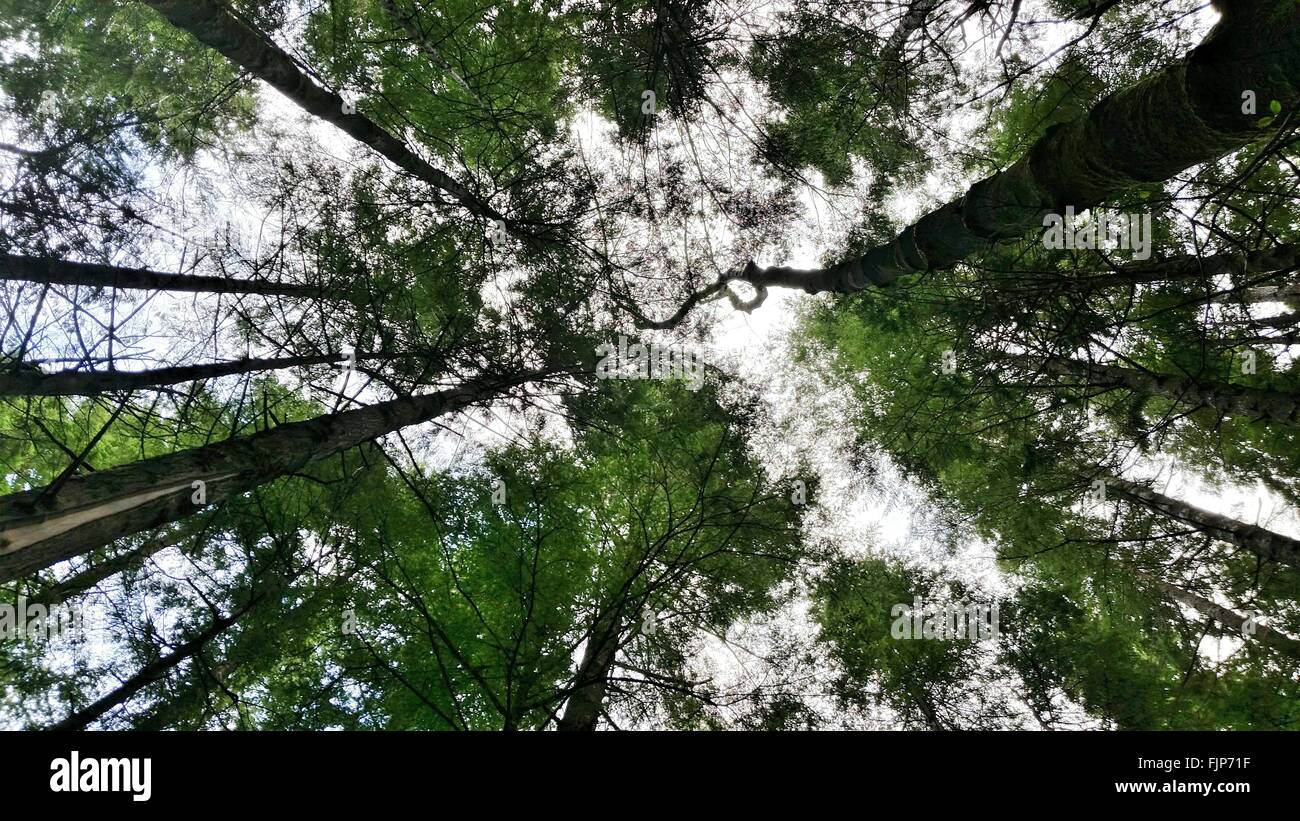 Canopy forest low angle hi-res stock photography and images - Alamy