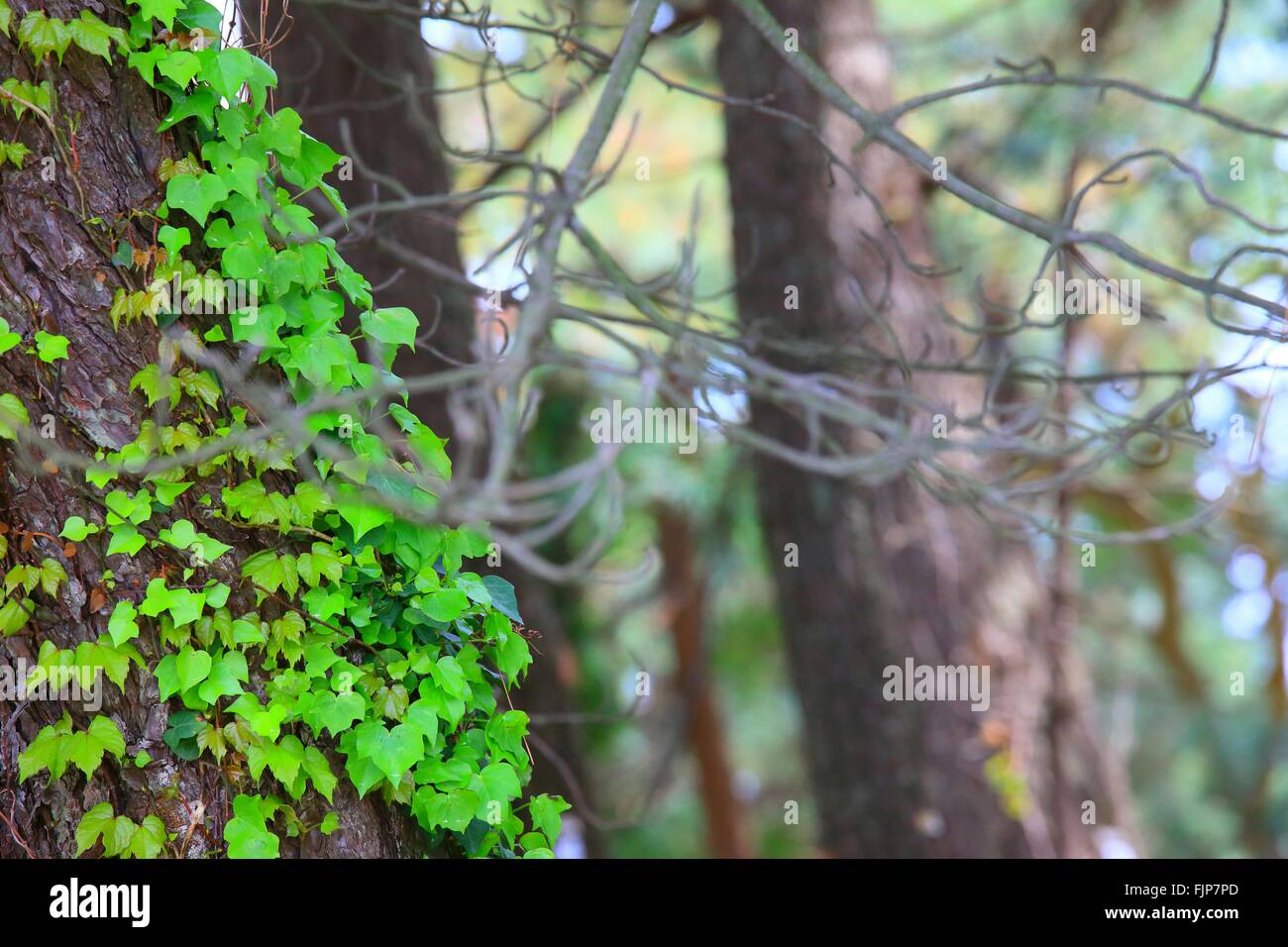 Creeper Plant Growing Tree Tree Trunk High Resolution Stock Photography ...