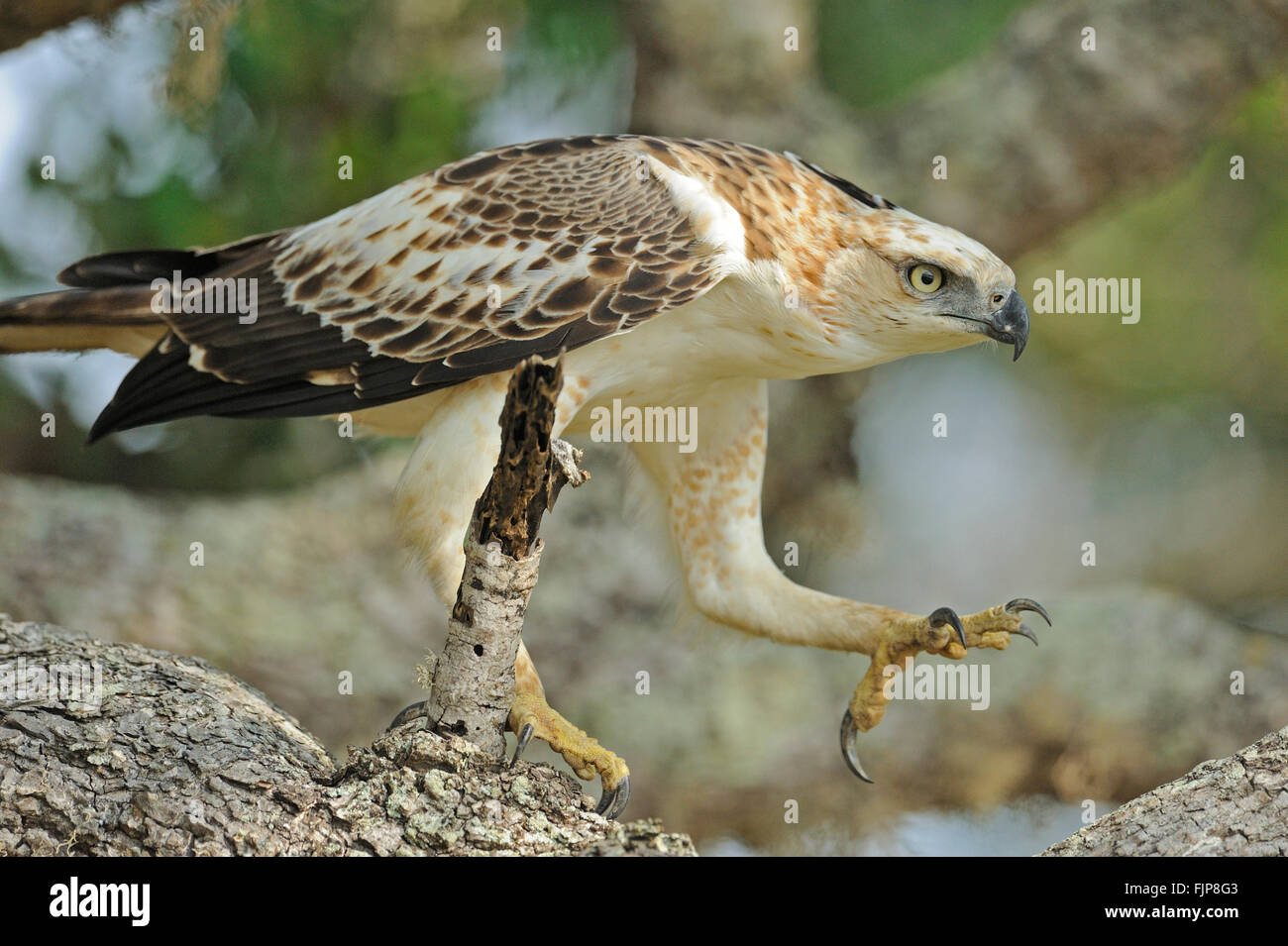 Hawk eagle hi-res stock photography and images - Alamy