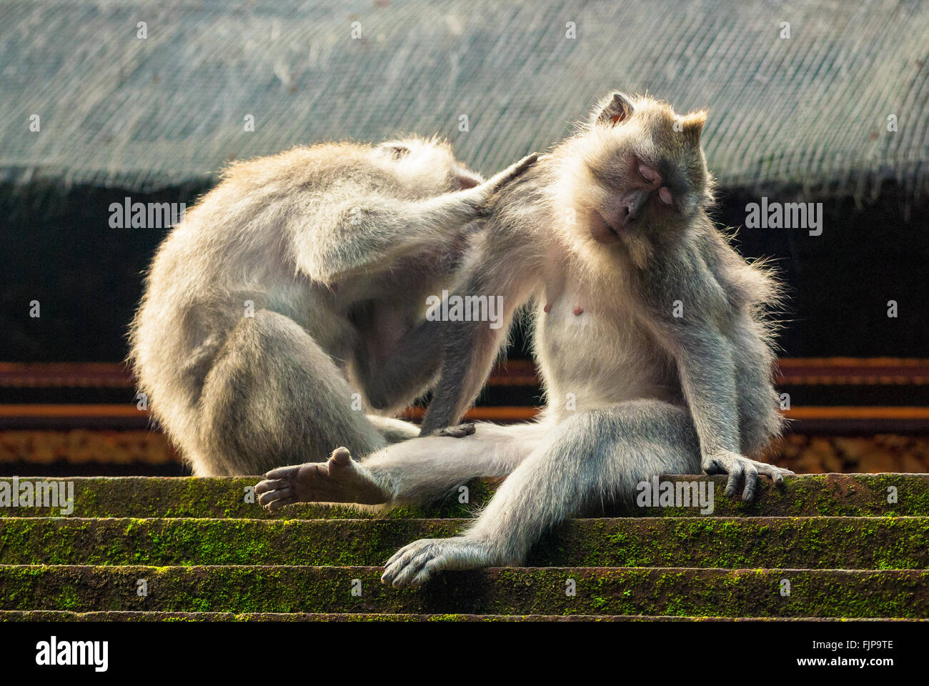 Two macaques grooming each other, in the Monkey Forrest Sanctuary, Ubud ...