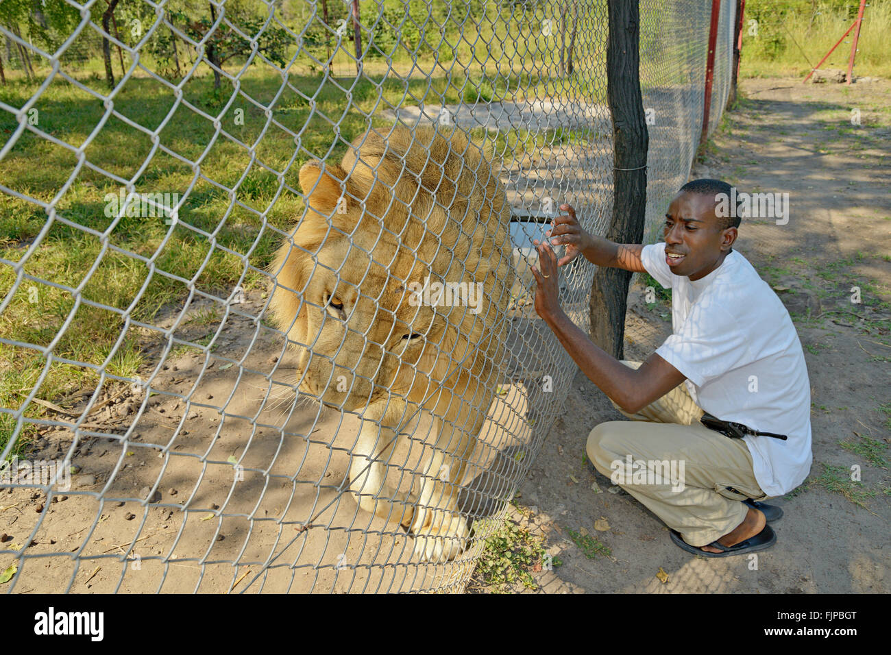 Lion Encounters organizes walking with lions near Victoria Falls ...