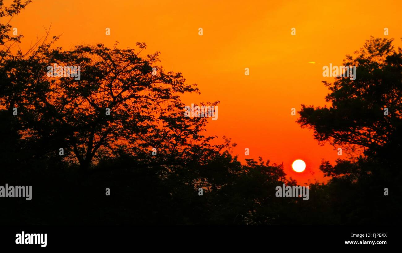 Silhouette Of Trees During Sunset Stock Photo - Alamy