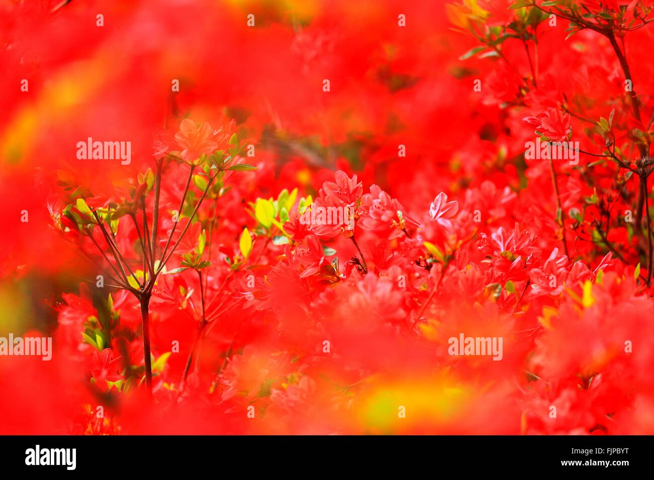 Red Rhododendron Flowers Stock Photo - Alamy
