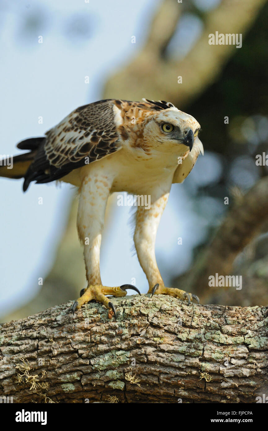 Juvenile Changeable hawk-eagle or crested hawk-eagle (Nisaetus ...