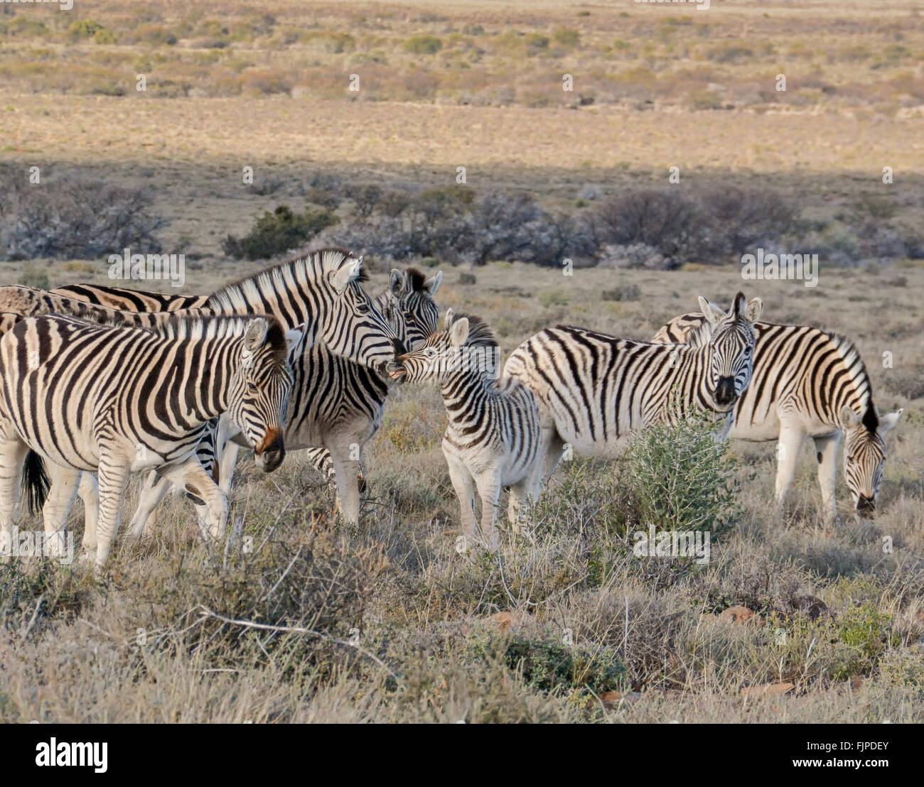 Zebra talking hi-res stock photography and images - Alamy