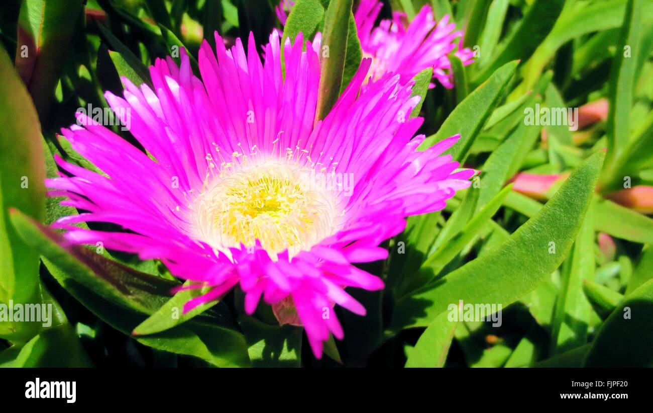 To bloom sea hi-res stock photography and images - Alamy