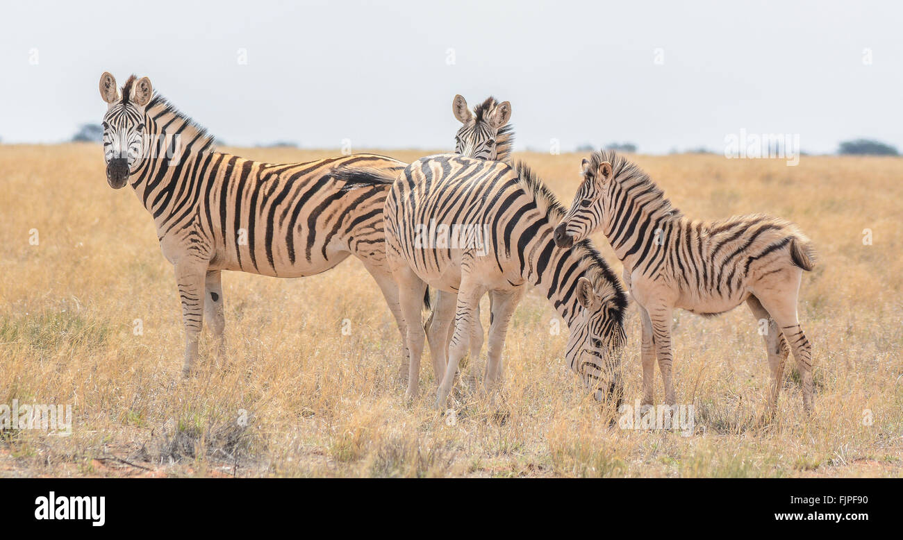 Zebra Family Portrait Stock Photo - Alamy