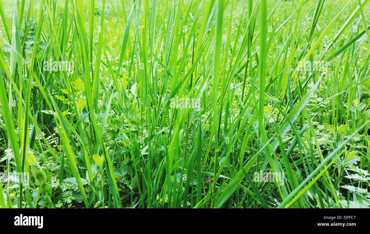 Tall Grass Growing In Field Stock Photo - Alamy