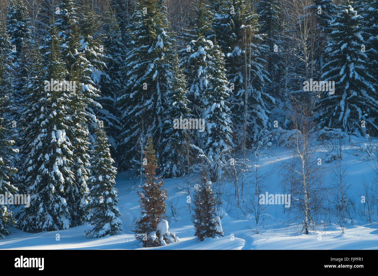 Beautiful landscape of winter in the wood,a beautiful landscape,a fir ...