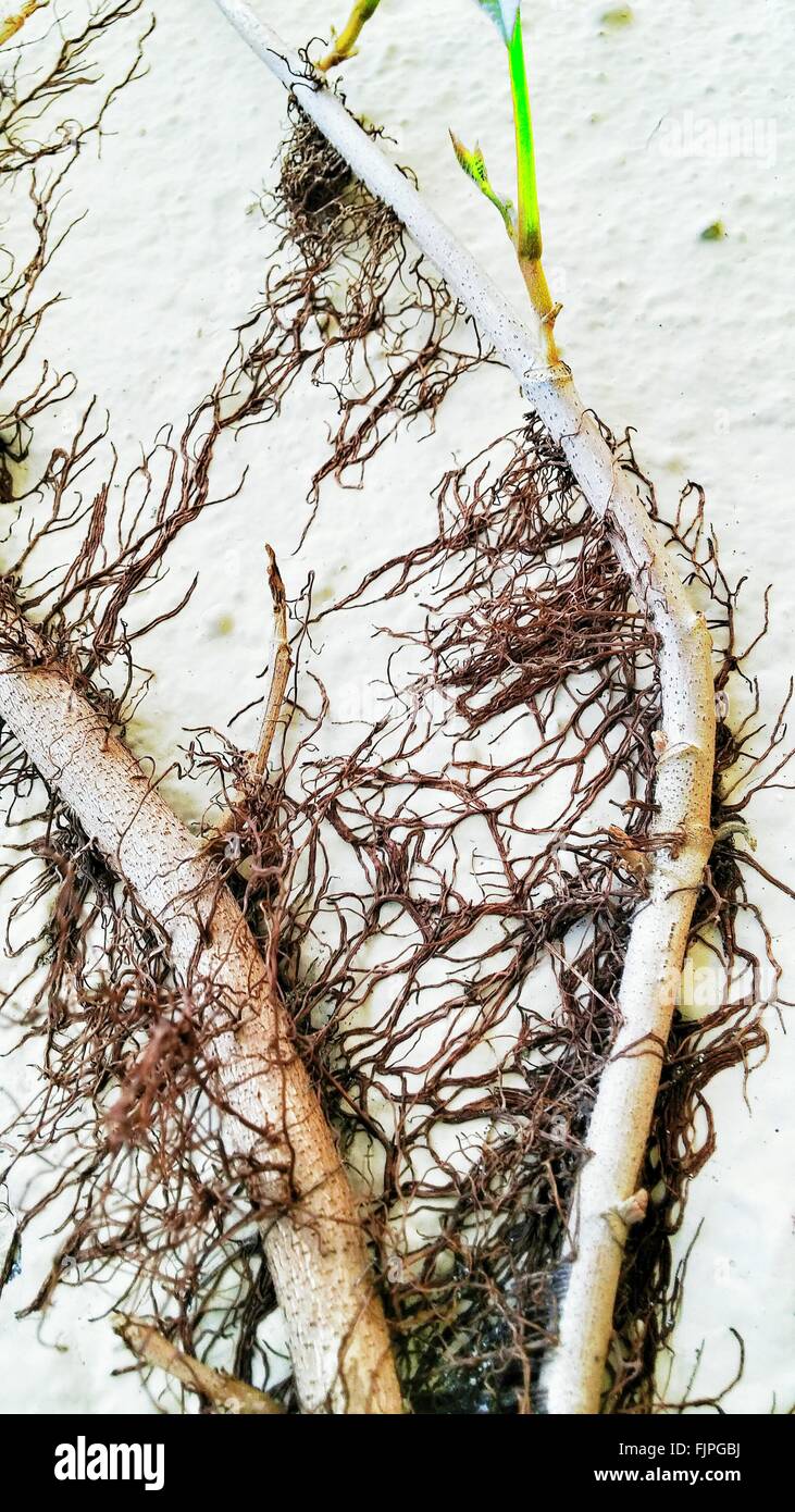 Root hair hi-res stock photography and images - Alamy