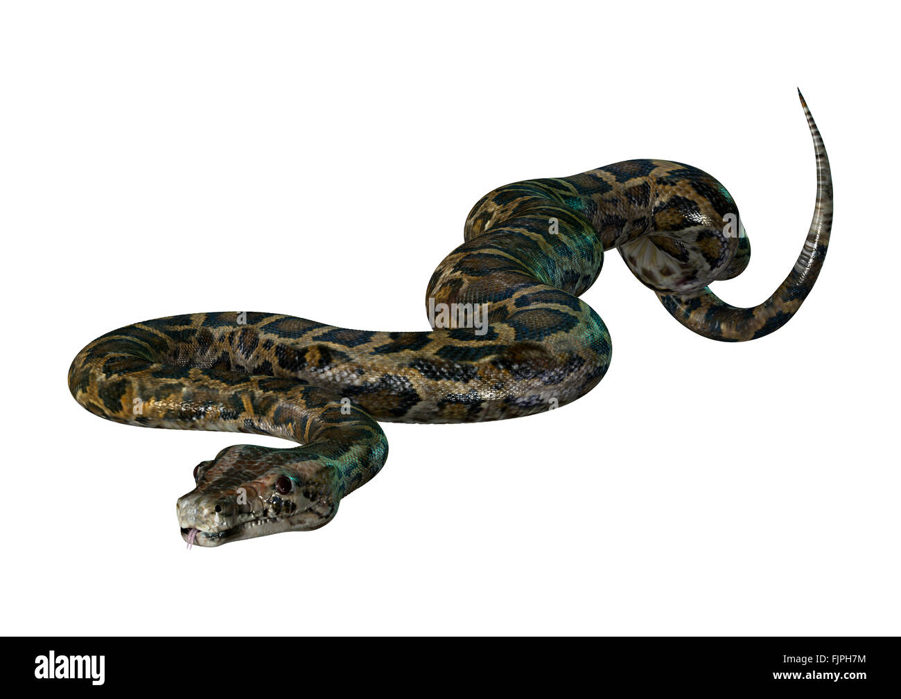 Burmese python or Python bivittatus, one of the largest snakes in the ...