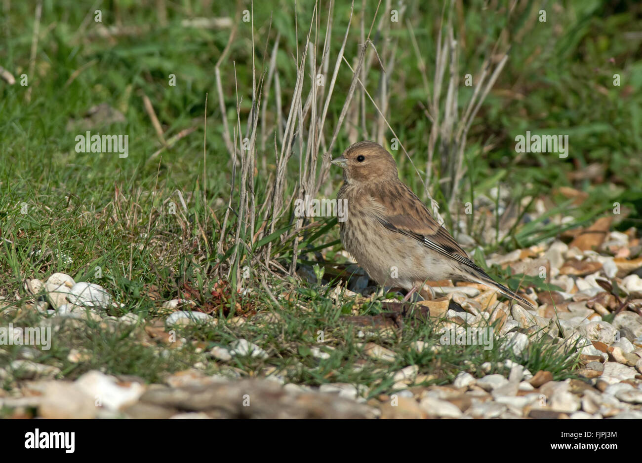 Female linnet hi-res stock photography and images - Alamy