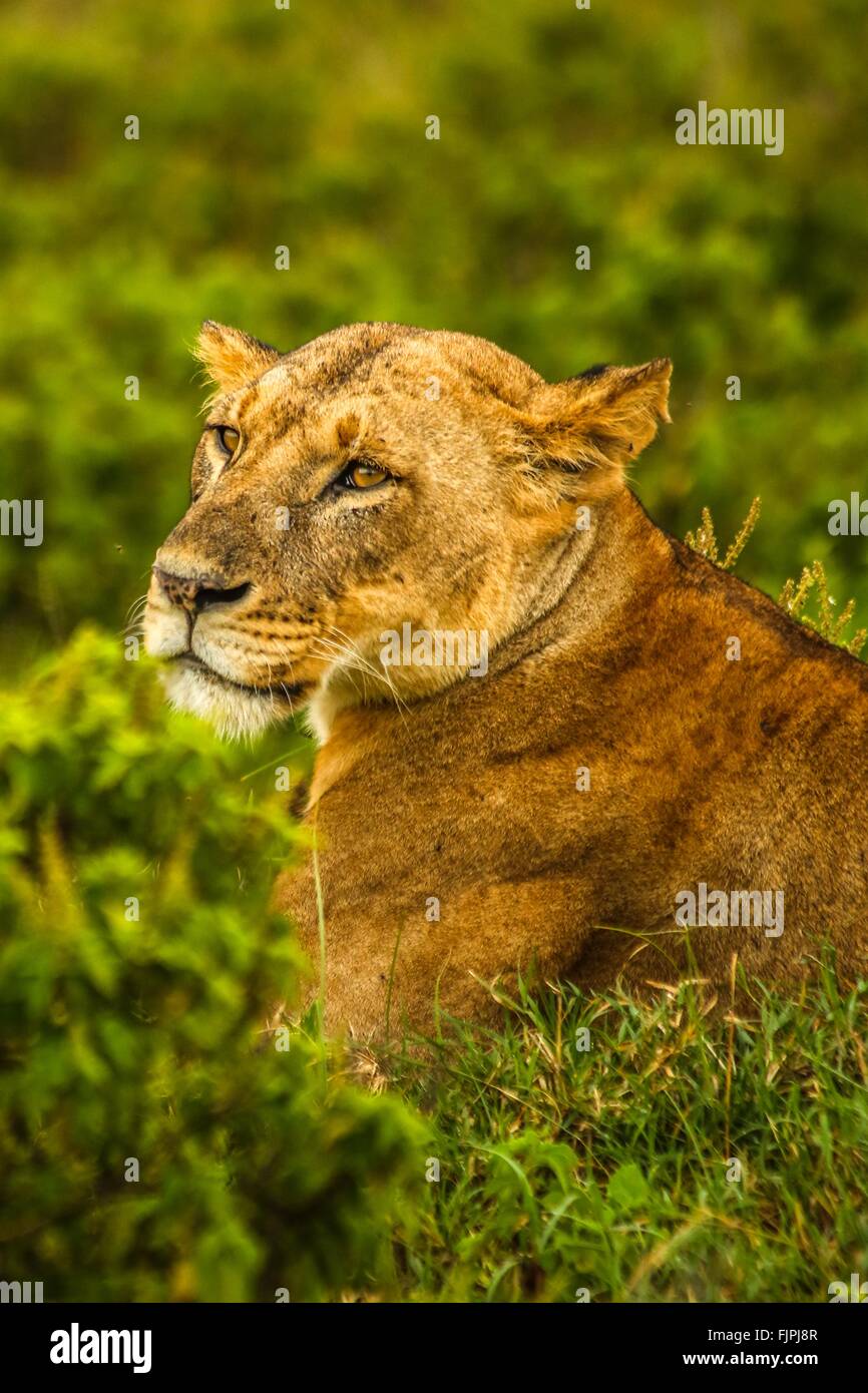 Relaxed lioness looking away animal head hi-res stock photography and ...