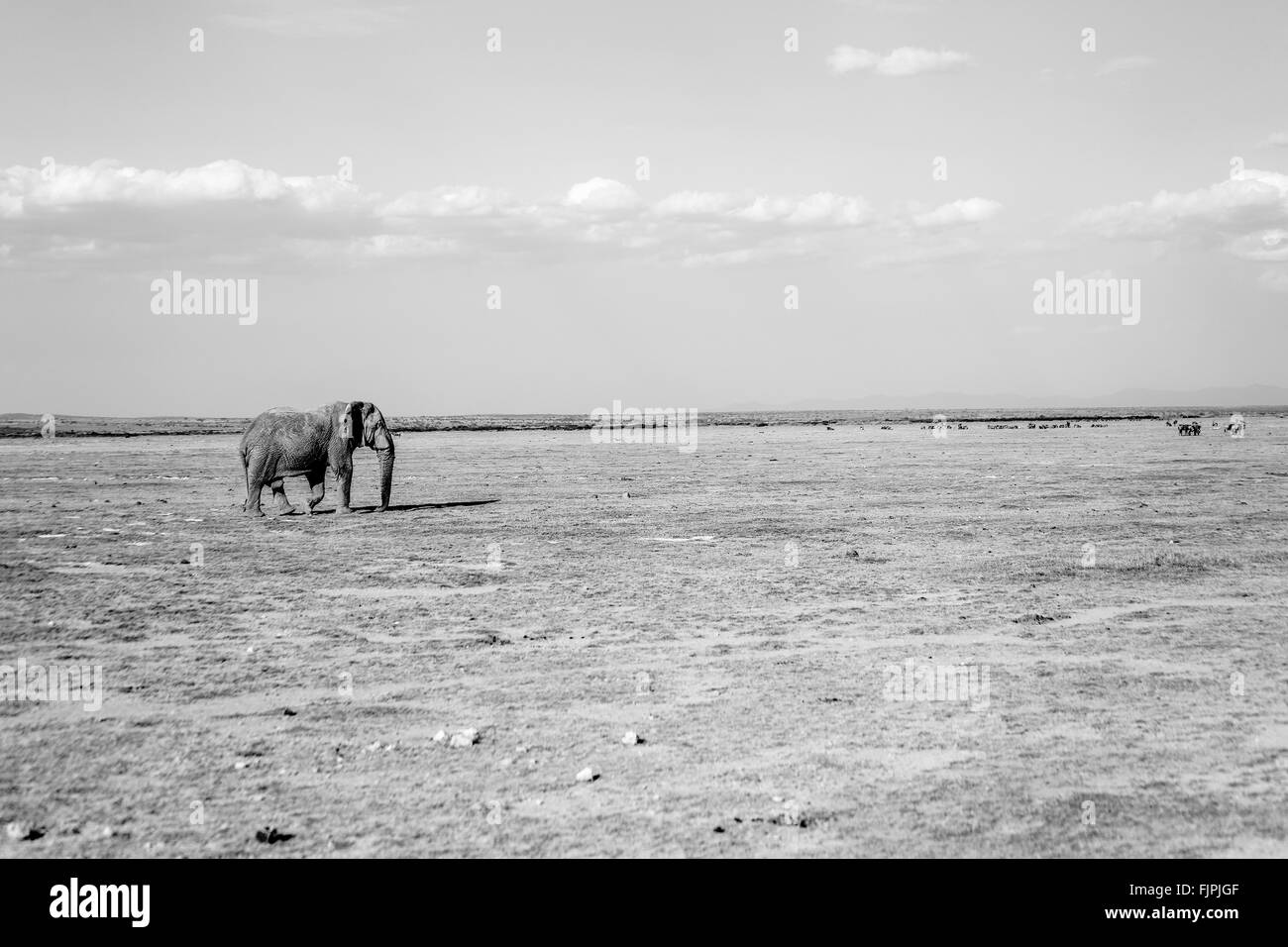 Side View Of Elephant Walking On Landscape Stock Photo - Alamy