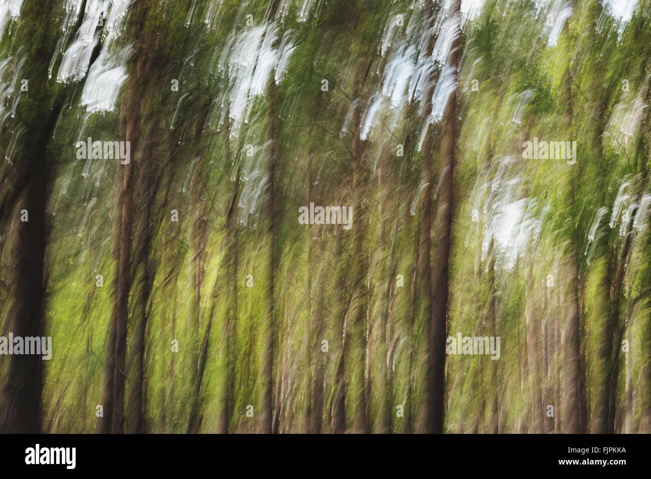 Defocused Image Of Trees In Forest Stock Photo - Alamy