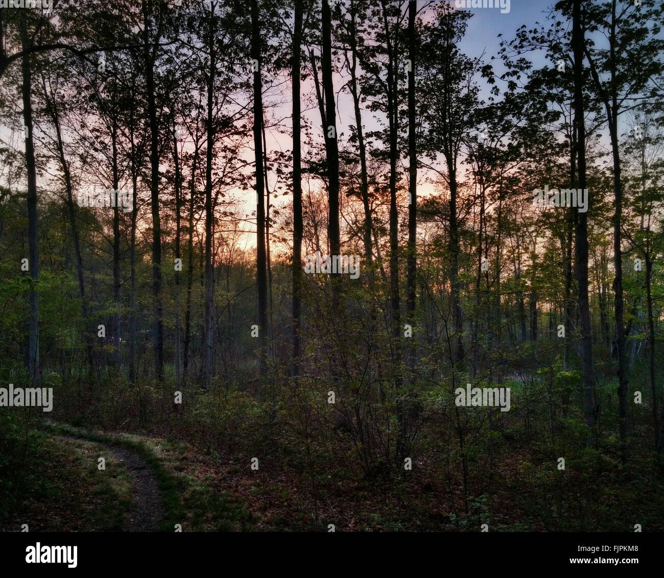 Crowded trees hi-res stock photography and images - Alamy