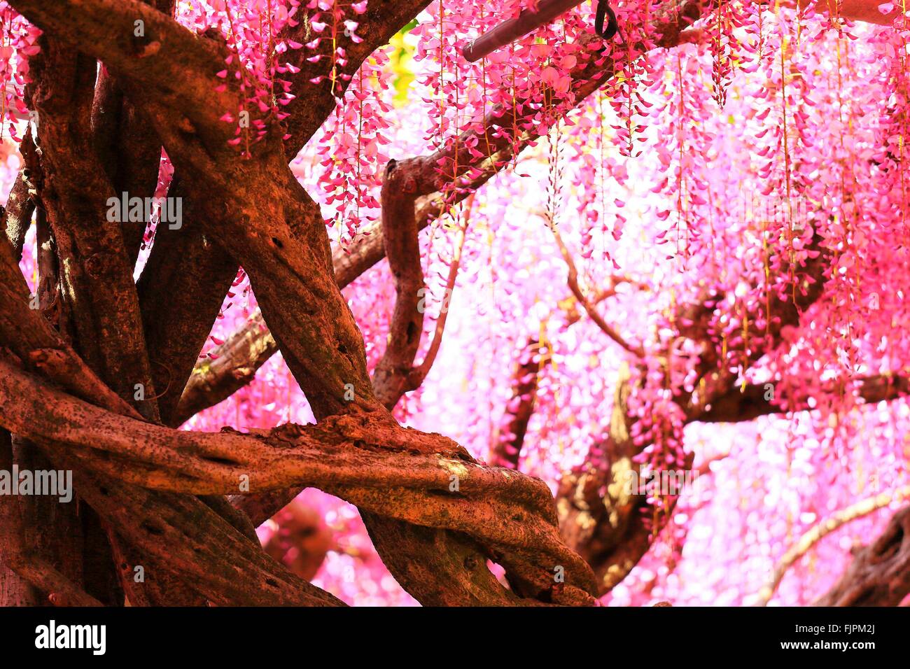 Wisteria tree hi-res stock photography and images - Alamy