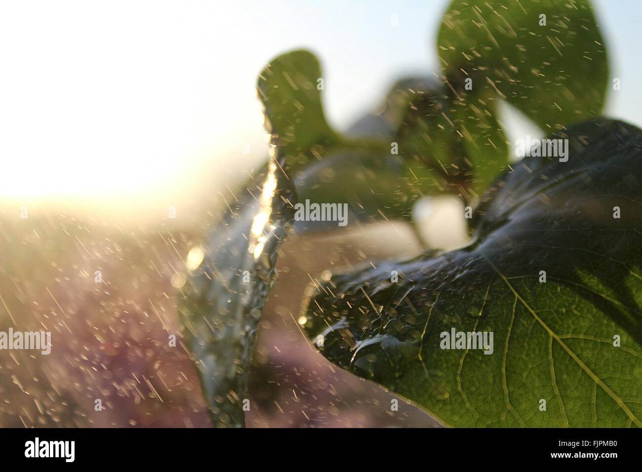 Rain drop falling leaf hi-res stock photography and images - Alamy