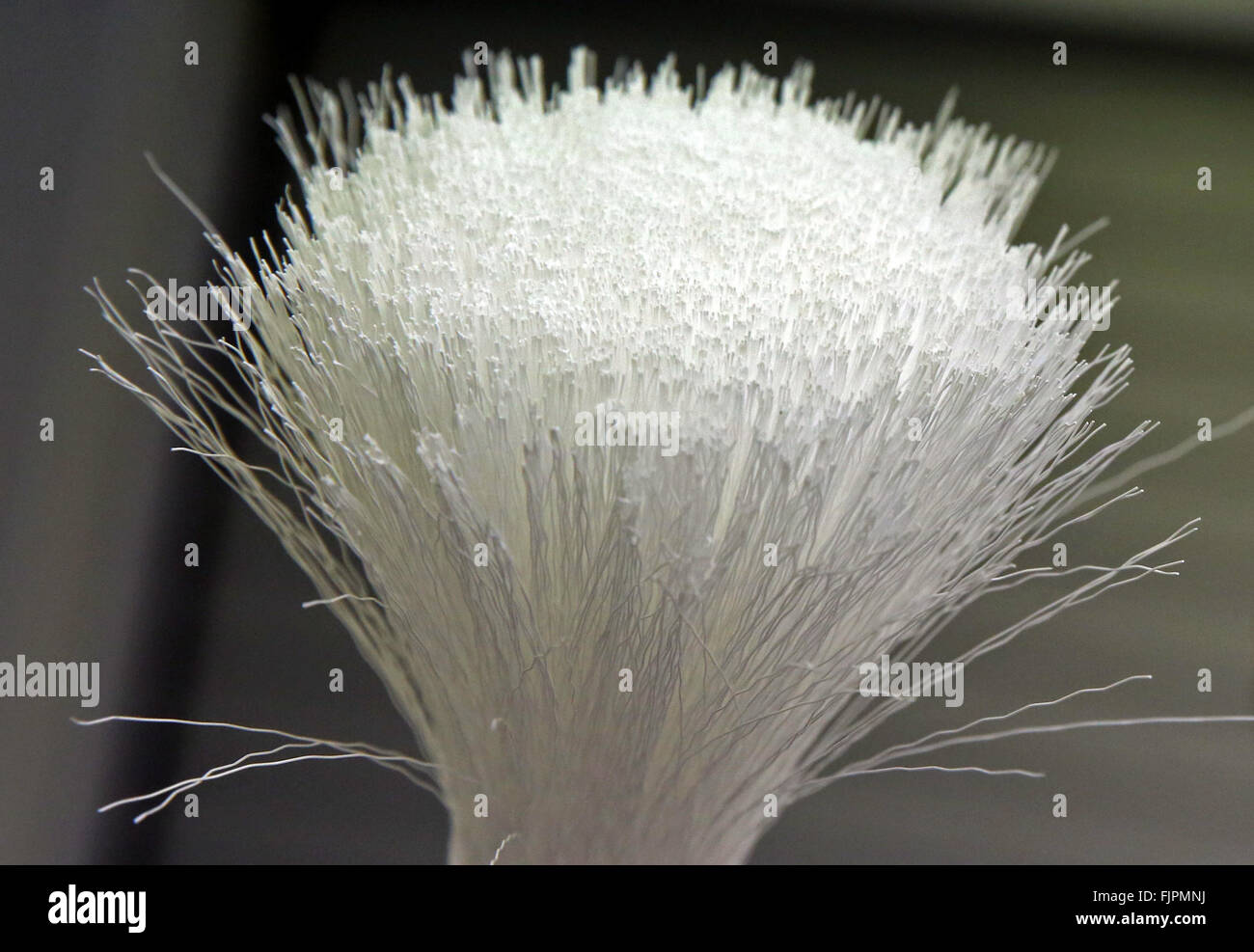 A fiber bundles in a hollow fiber membrane can be seen during the start ...