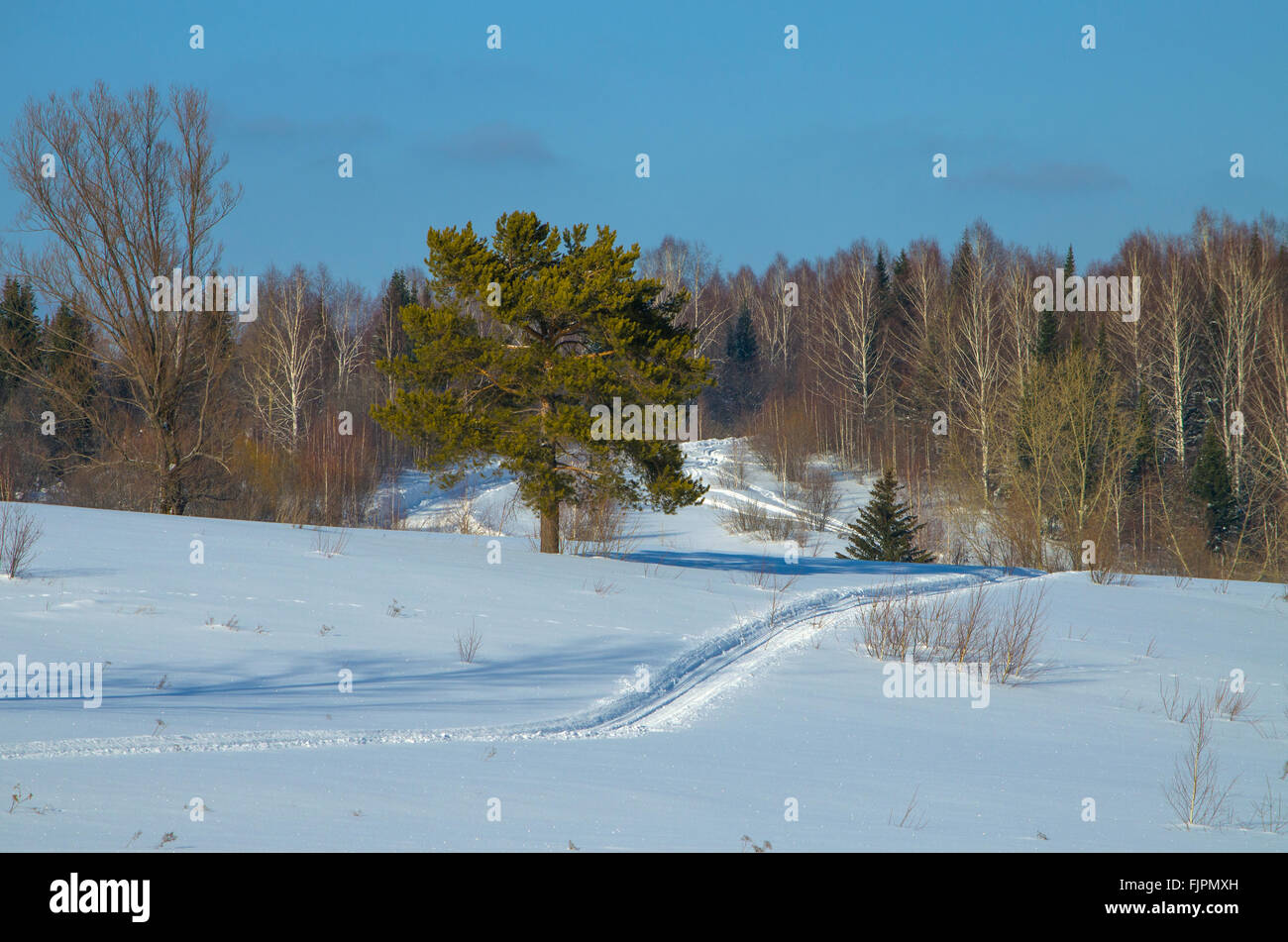 Siberia landscape trees hi-res stock photography and images - Alamy