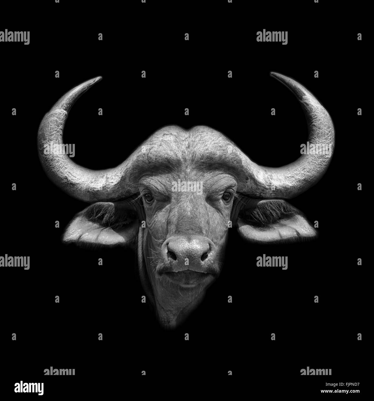 African Buffalo portrait Stock Photo - Alamy