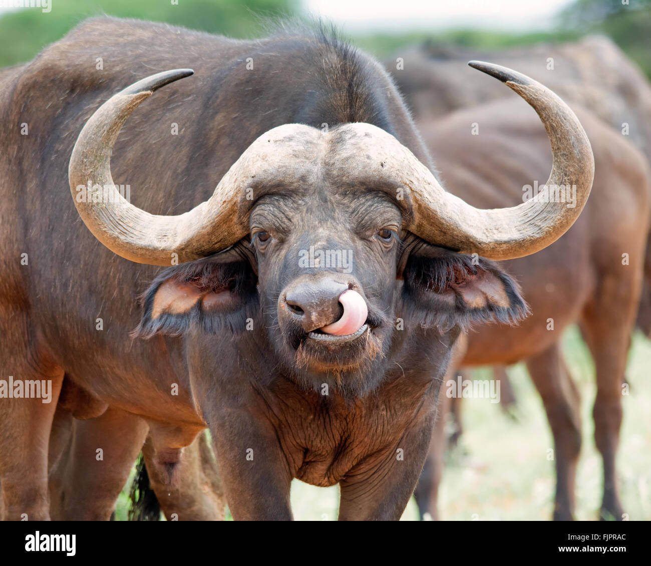 African Buffalo grooming Stock Photo - Alamy