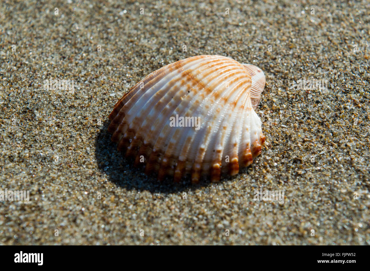shell on sand Stock Photo - Alamy