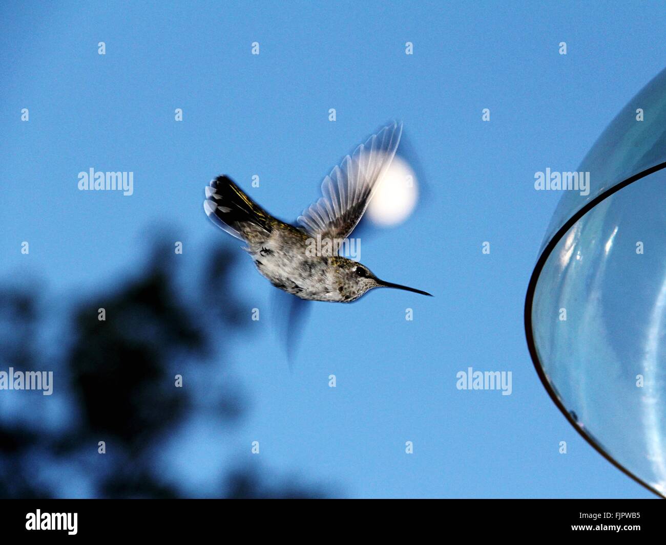 Hummingbird flying dusk animals in wild hi-res stock photography and ...